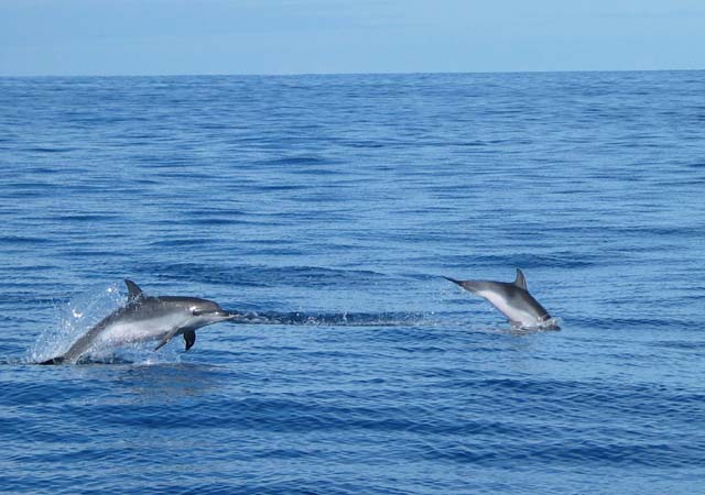 Sea Life in the Canaries with Canary Sail