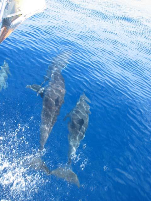 Sea Life in the Canaries with Canary Sail