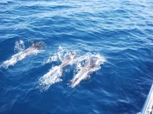 Sea Life in the Canaries with Canary Sail